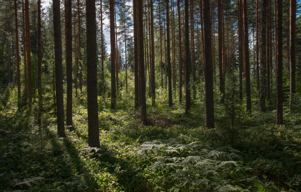 Hasil Hutan Kayu Indonesia - Berita Daerah