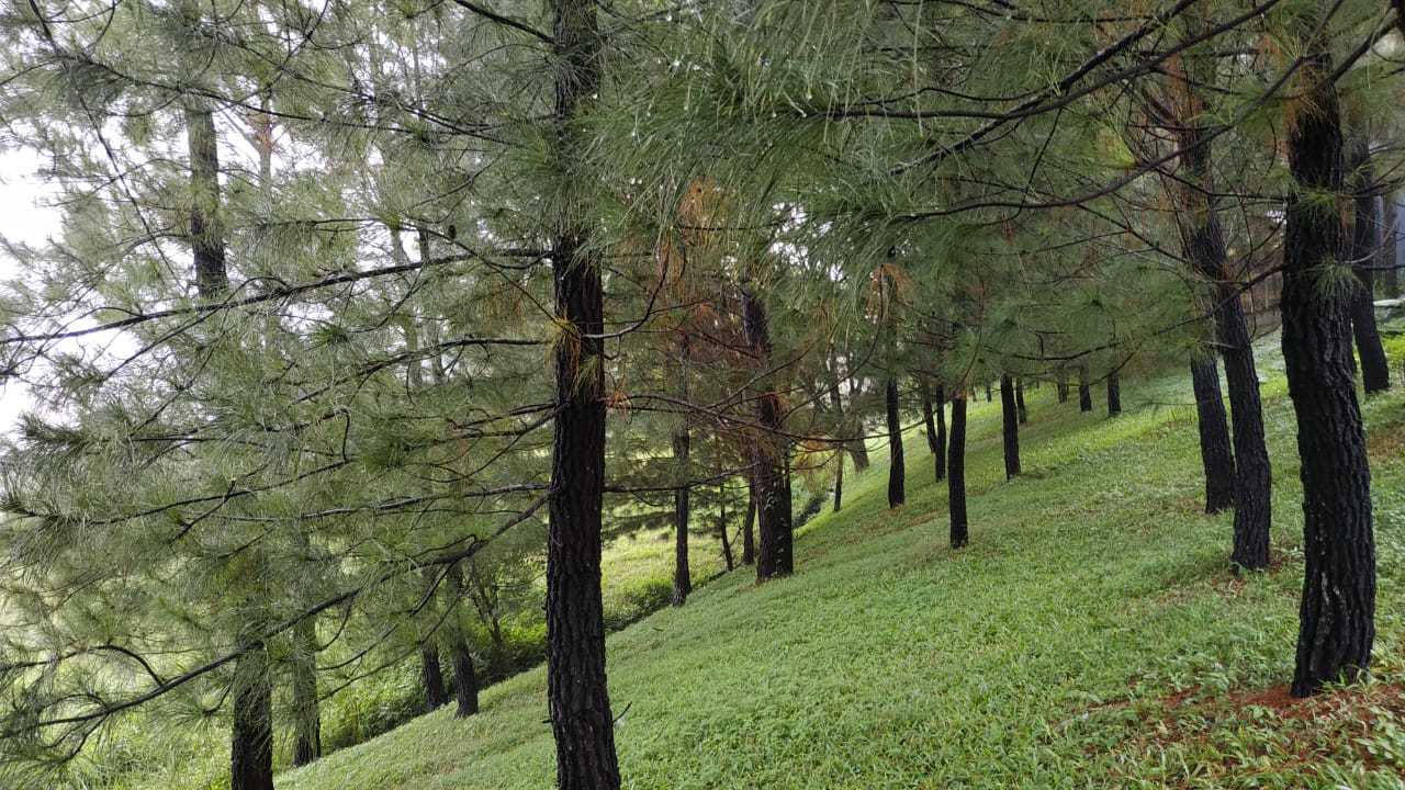 Pohon Pinus