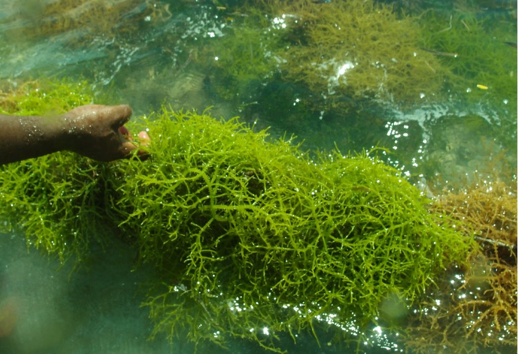Potensi Rumput Laut Di Indonesia - Berita Daerah