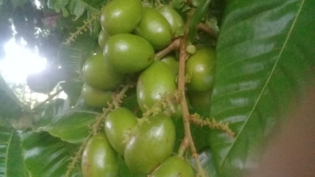 Nikmatnya Buah Matoa, Satu Buah Aneka Rasa Khas Papua - Berita Daerah
