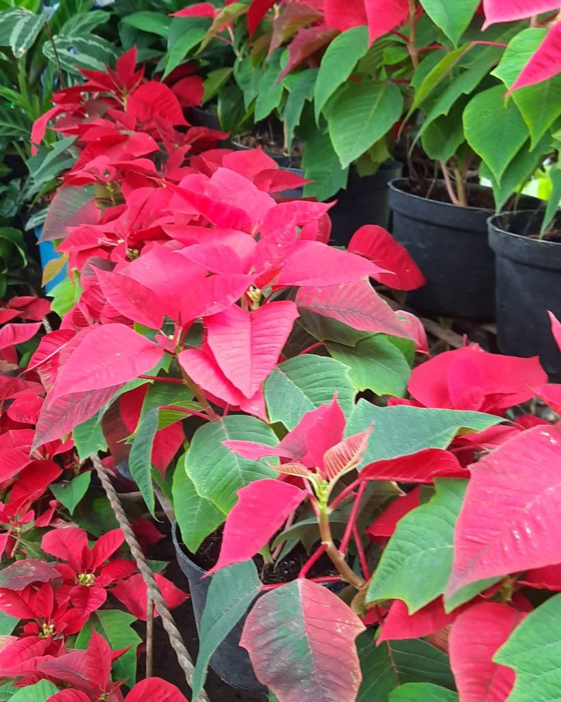 Kastuba, Merah Mempesona di Bulan Desember - Berita Daerah