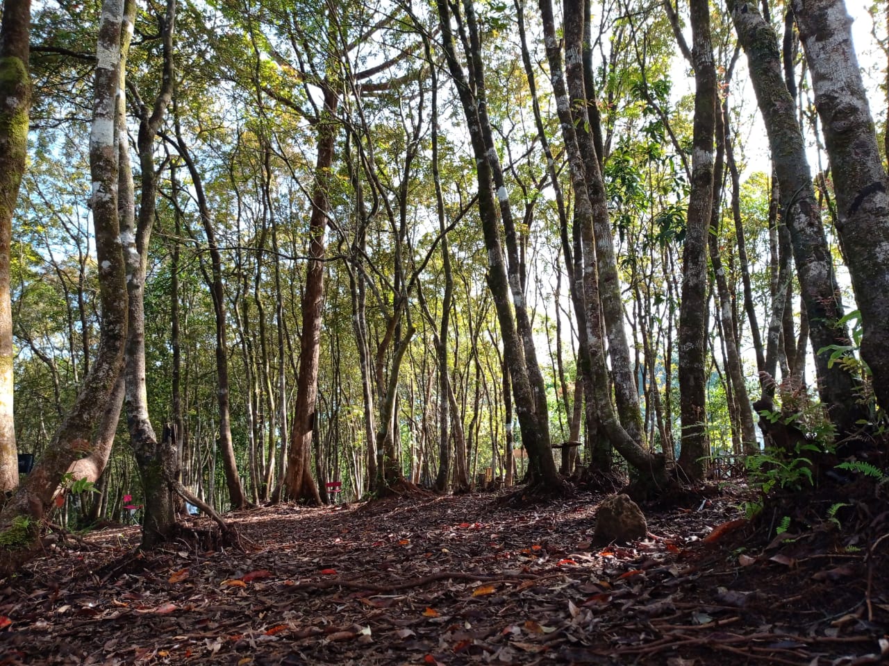 Produksi Hutan Indonesia - Berita Daerah