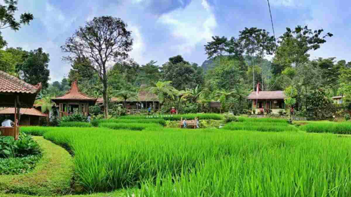 Sawah Segar, Restoran dengan Pemandangan Sawah di Sentul, Jawa Barat ...
