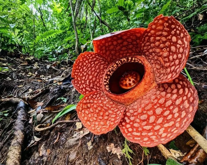 Dua Bunga Rafflesia Bengkuluensis Mekar di Kabupaten Bengkulu Selatan ...