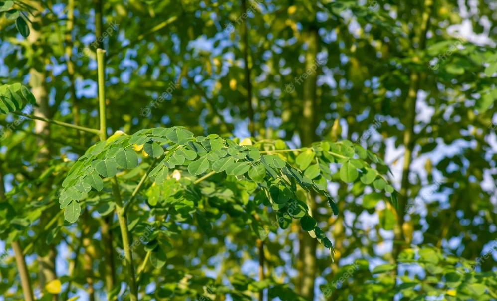 Kelor Indonesia versus Gingseng dari Korea - Berita Daerah