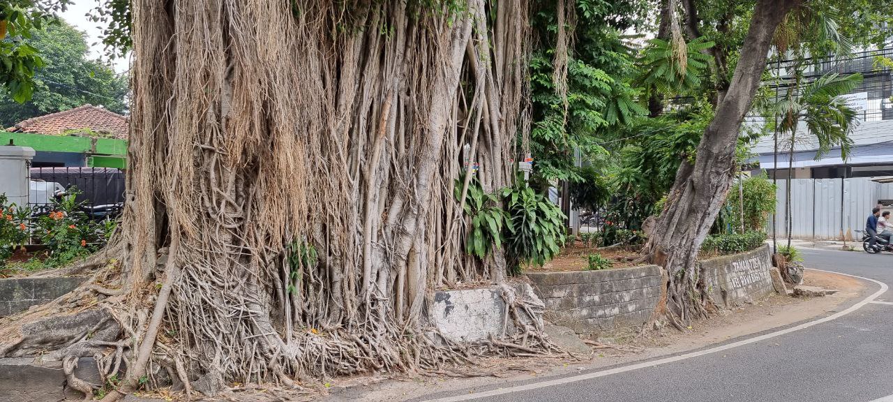 Uniknya Pohon Besar Yang Tumbuh di Jakarta Selatan - Berita Daerah