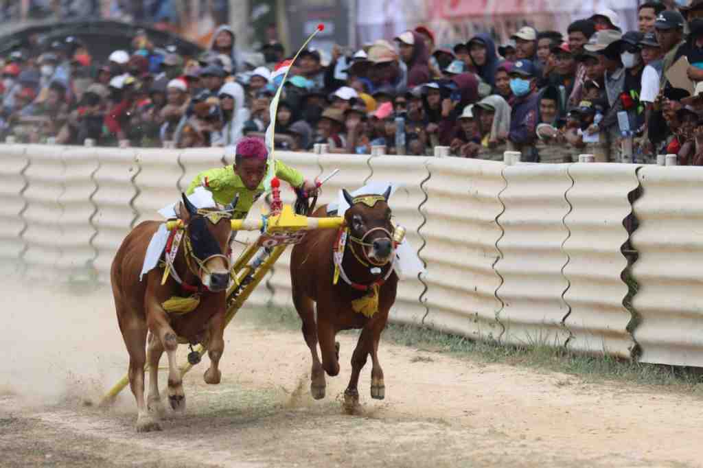 Lomba Karapan Sapi di Kabupaten Bangkalan, Jatim - Berita Daerah