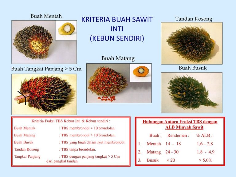 Aktivitas Loading Ramp Kelapa Sawit - Berita Daerah