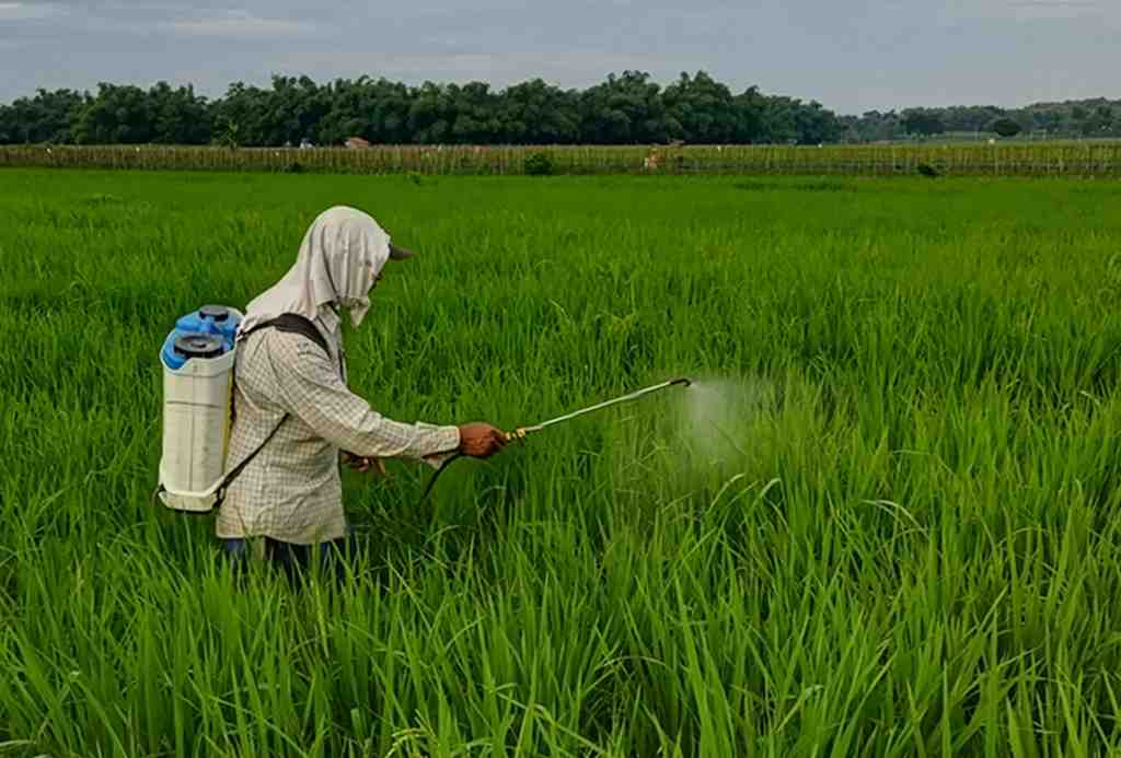 Petani Semprotkan Pestisida Pada Tanaman Padi - Berita Daerah