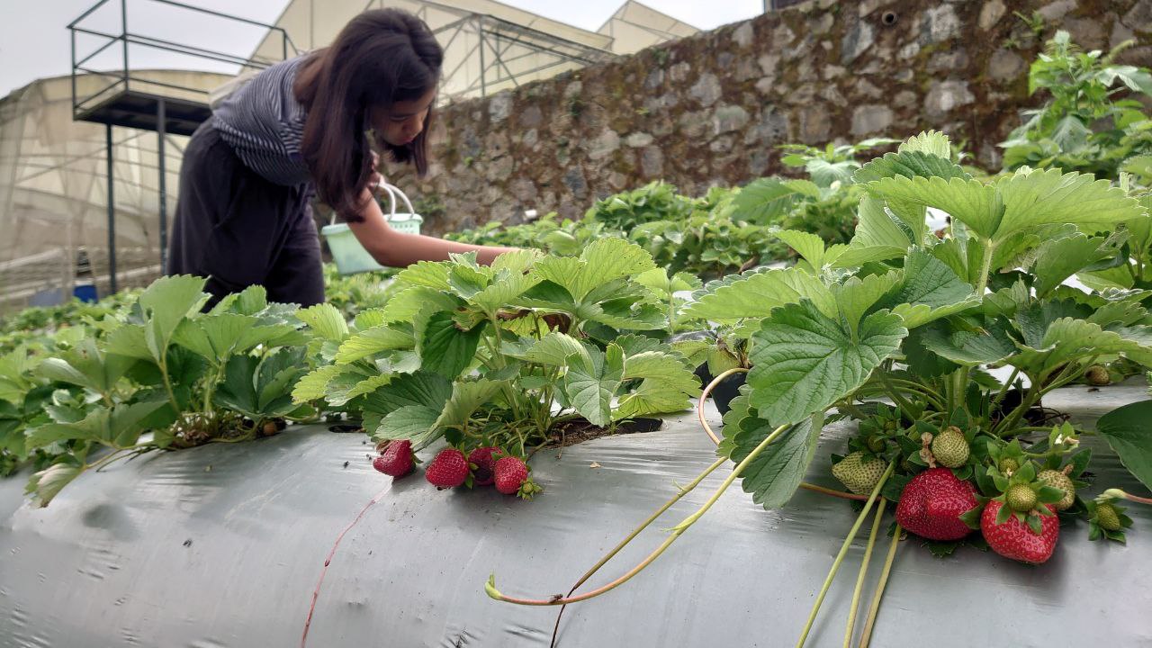 Petik Stroberi Organik di Casa Farm Lembang: Wisata Edukasi dan ...