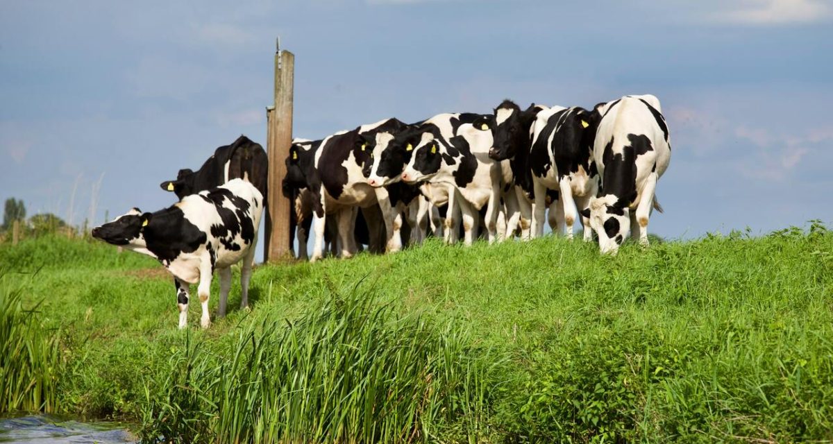 Industri Sapi Perah Indonesia Masih Punya Harapan - Berita Daerah