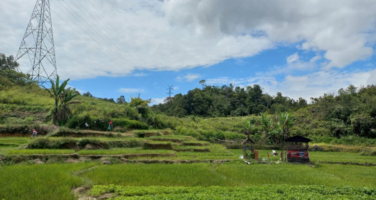 Pemandangan Sawah di Desa Lobu Pining, Kabupaten Tapanuli Utara ...