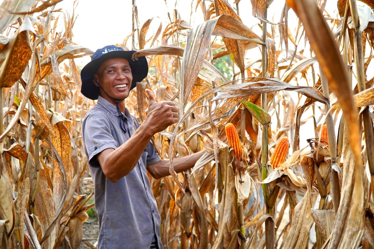 Tanpa Impor, Indonesia Resmi Swasembada Jagung 2026 - Berita Daerah