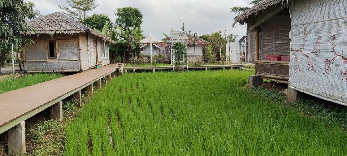 Menikmati Kuliner dengan Pemandangan Sawah di Resto D’Sawah Bogor ...